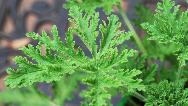 Citronella Essential Oil, Fresh Protection from Nature – OC Beauty Co.